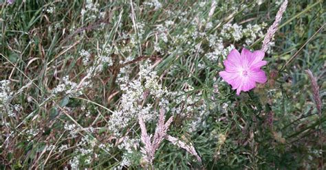 Misidentifying Fungi A Very Common Rust