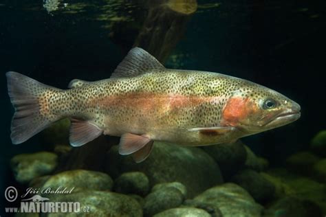 Oncorhynchus Mykiss Pictures Rainbow Trout Images Nature Wildlife