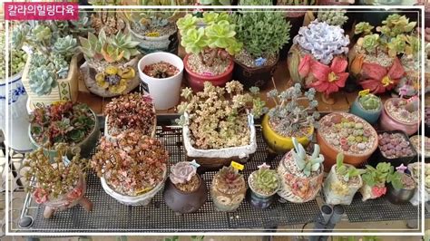 다육이계절이 바뀌고있는 모습이 보입니다~🍁🌵🍁 Youtube