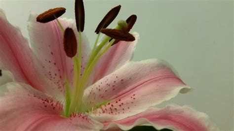 Stargazer Lily Images Browse Stock Photos Vectors And Video Adobe Stock