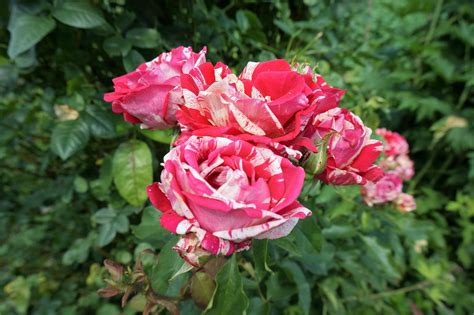 美丽的 粉红色 玫瑰 Pixabay上的免费照片 Pixabay