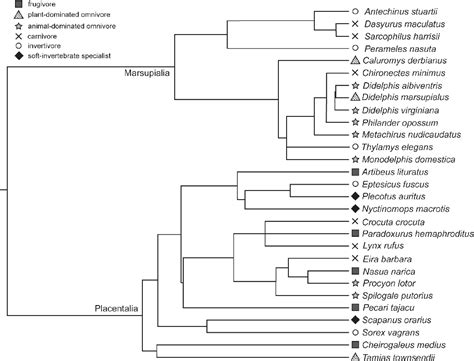 Figure 1 From Dental Ecomorphology And Macroevolutionary Patterns Of