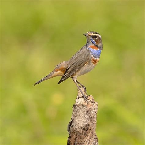 歡迎來訪 孩子你真棒 長途飛行來到香港冬季季候鳥 藍喉歌鴝男孩 bluethroat boy Flickr