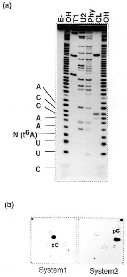 A Sequence Analysis Of A 3′ Fragment From 34 To 76 Of Download Scientific Diagram
