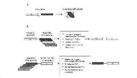 Solation Of A Human Antigen Binding Region By Guided Selection The