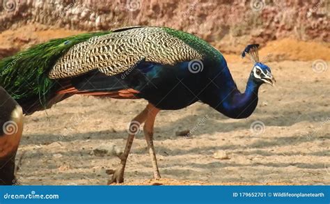 Peacock With Wings Spread Peacock With Wings Wide Open Peacock With