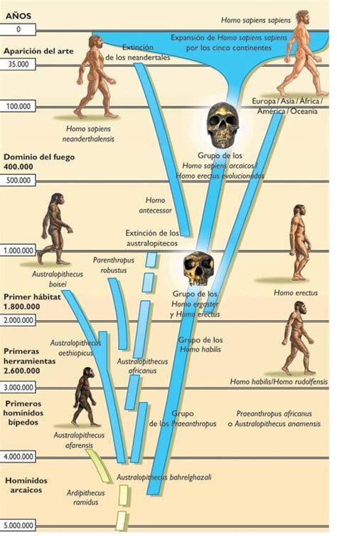 Homo Sapiens Característicasherramientas