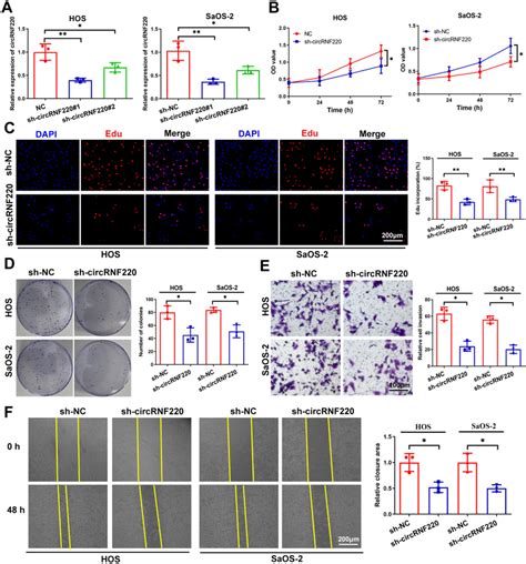 Silencing Circrnf220 Inhibited Os Progression A After Transfection