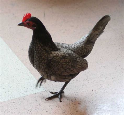 Chicken Labeled Image Dataset Images Cv