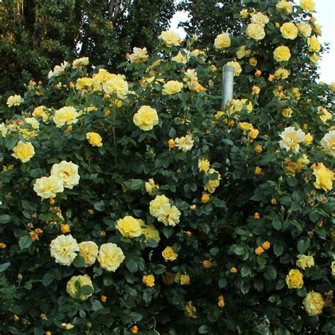 Катерлива Роза Lichtkönigin Lucia® Kordes Градински Център за Рози