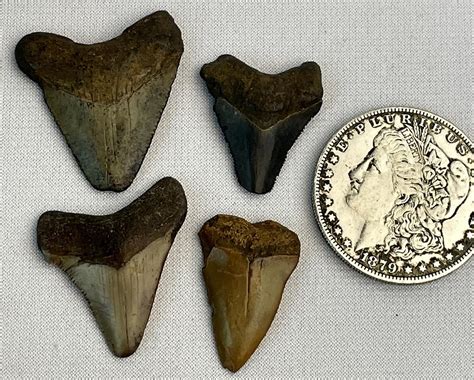 Lot Authentic Prehistoric Lot Of 4 Shark Teeth Fossils
