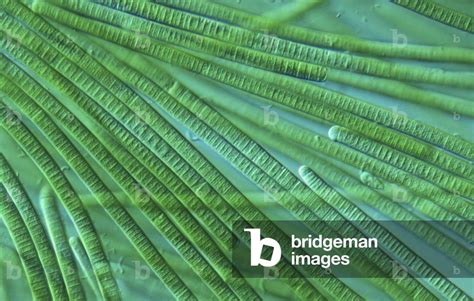 Oscillatoria Under Compound Microscope