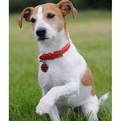 Kit Broderie Point De Croix Jack Russell Kit Broderie Point De Croix