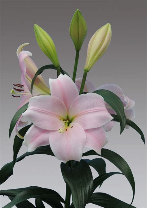 Buy Lily Bulbs Lilium Cali Lonlorum Oriental Lilies Lily Bulbs