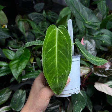 시리즈그린 궁극의 벨벳질감을 느낄 수 있는 크탈베쎄aff🌱 만지면 안되는거 알지만 진짜 미친듯이 부드럽고 얇고 벨벳질감의 극강을 갖고 있어서 자꾸 만져보고싶어지는