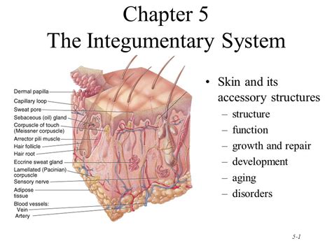 Ppt Unit 5 The Integumentary System Powerpoint