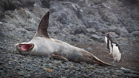 The Laughing Leopard Seal Antarcticas Top Predator Takes A Breather