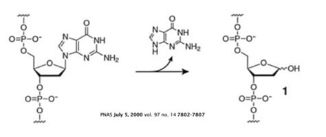 Lecture 6 → Dna Repair Flashcards Quizlet