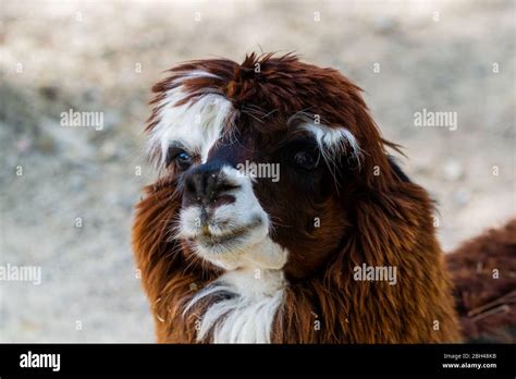 Peruvian Llama Farm Of Llamaalpacavicuna In Perusouth America