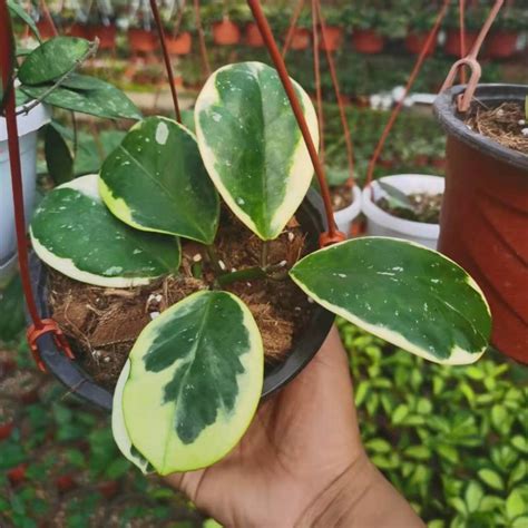 Rare Hoya Lima Splash For Sale Happyforeststore