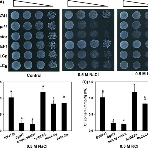 Subcellular Location Of Pcclcg In Leaf Epidermal Cells Of Tobacco Download Scientific Diagram