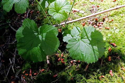 Geum Macrophyllum Rosaceae