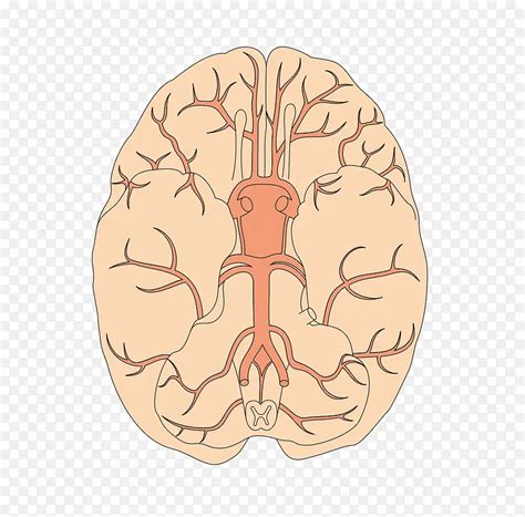 矢量医疗解剖脑血管png图片素材下载 图片编号qrmlgzre 免抠素材网