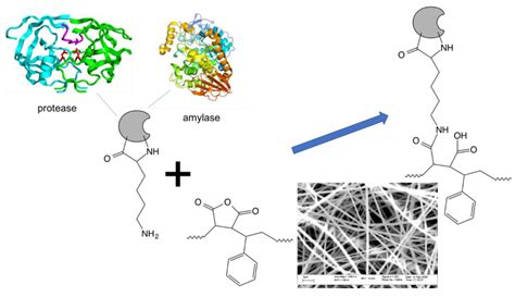 Protease Enzyme Structure