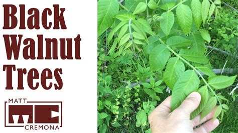 Walnut Tree Identification Bark 🌳simple Ways To Correctly Identify