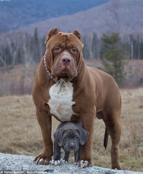 What Breed Is Hulk At Gary Norris Blog