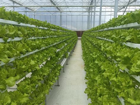 北塔区陈家桥镇：“蔬”写春耕好“丰”景乡镇动态北塔区人民政府