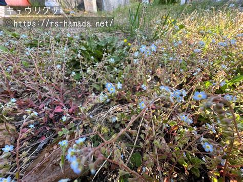 キュウリグサの特徴は自然植物図鑑