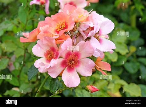 Peach Pink And Apricot Floribunda Bush Rose For Your Eyes Only In Flower Stock Photo Alamy
