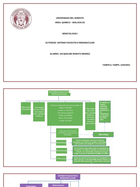 Sistema Fagocítico Mononuclear Pdf Macrófago Monocito