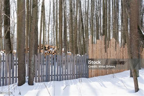 눈 덮인 숲 속의 나무 울타리 배경에 통나무가 쌓여 있는 모습 천연 나무와 회색 널빤지의 대비되는 색상은 소박하고 고요한 겨울