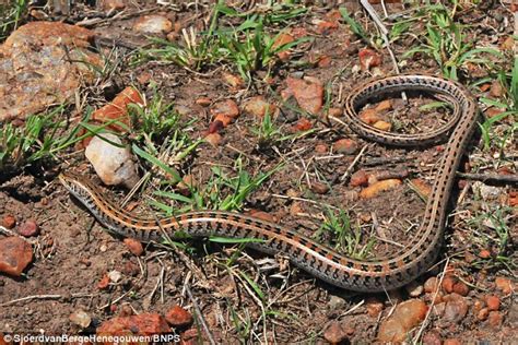 Wildlife Photographer Captures First Pictures Of Skink Lizard With Tiny Legs Daily Mail Online