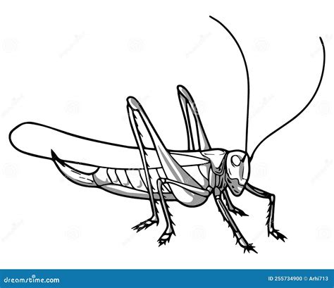 Grasshopper Three Vector Drawing Black And White Stock Vector