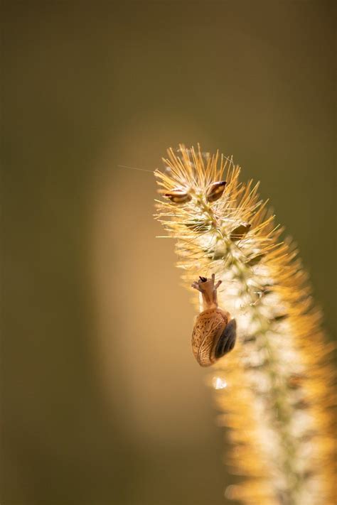 매크로 자연 가까이 Pixabay의 무료 사진