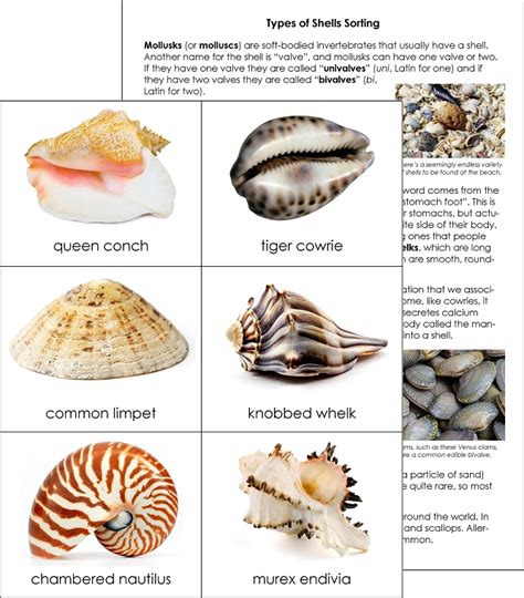 Names Of Seashells