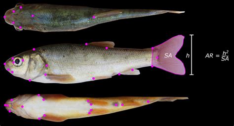 Homologous Landmarks Used For Geometric Morphometrics Of Owens