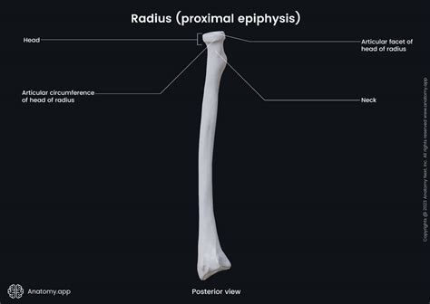 Proximal Epiphysis Of Radius Anatomy App
