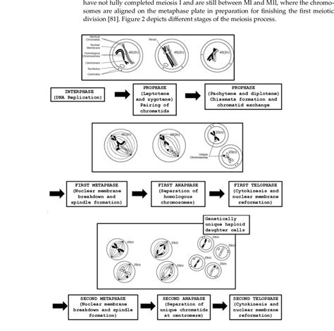 The Process Of Meiosis With The Formation Of Haploid Gametes