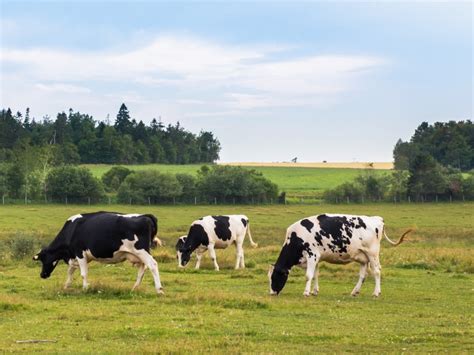 Mysa Nordic Spa And Resort Tourism Pei