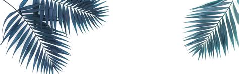열대 야자수는 흰색 배경 배너에 고전적인 파란색 가지 패턴 프레임을 남깁니다 Top Viewcopy Spaceabstract 0