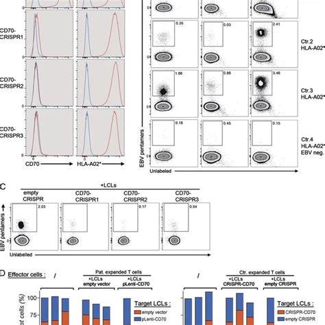 Identification Of A Mutation In Cd70 In A Patient Suffering From
