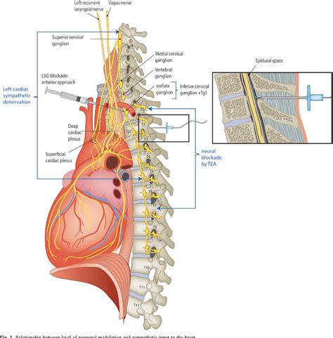 Figure 1 From Human Adult Cardiac Autonomic Innervation Controversies In Anatomical Knowledge