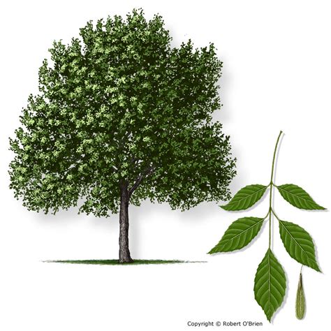 Texas Aandm Forest Service Trees Of Texas List Of Trees