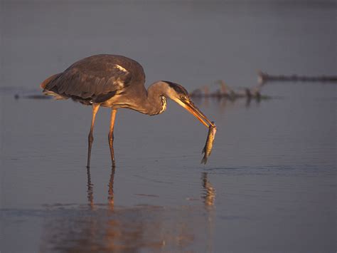 Ardea Vikipedi