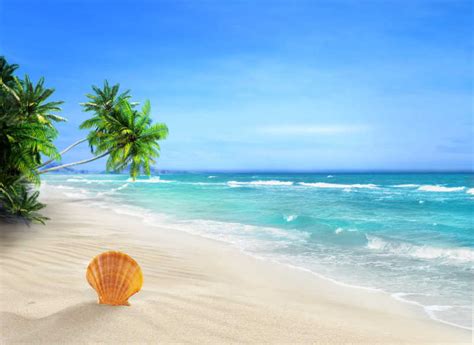 海滩上的贝壳图片 夏日海滩主题的背景素材 高清图片 摄影照片 寻图免费打包下载