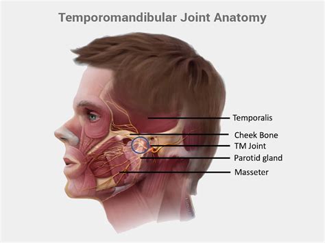 Tmj Facial Nerve Impinge Temporomandibular Disorders—review Of